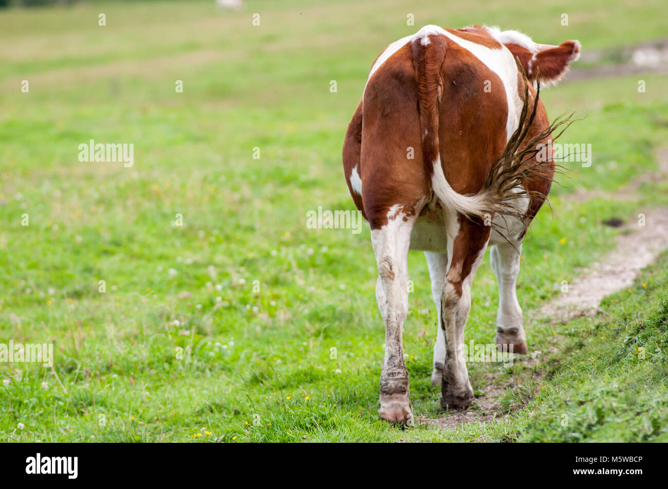 beautiful cow in alpine landscape Stock Photo - Alamy