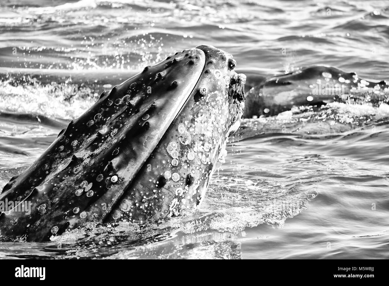 in australia a free whale in the ocean like concept of freedom Stock ...