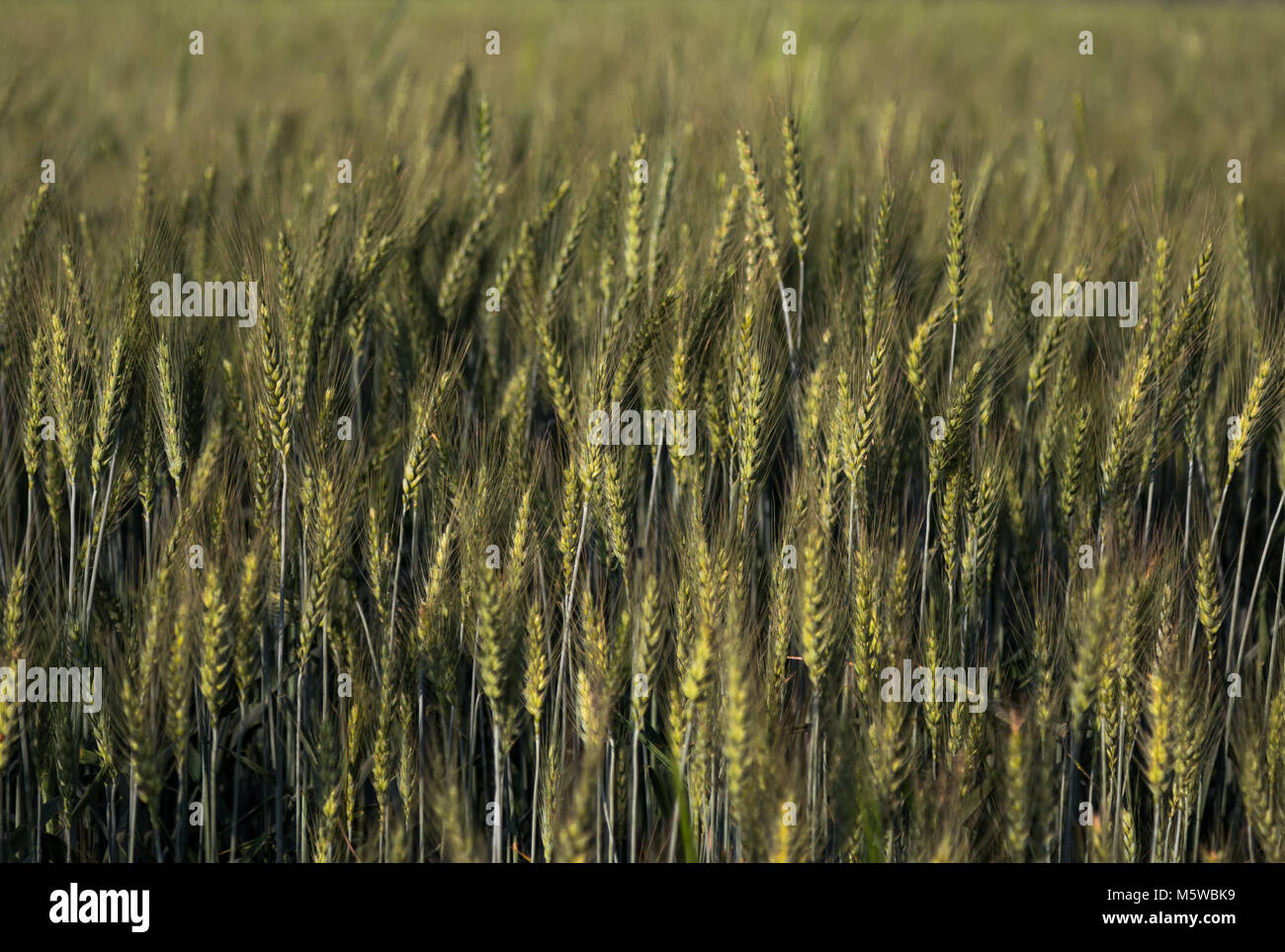 Green field of wheat crop harvested in the village during sunset Stock ...