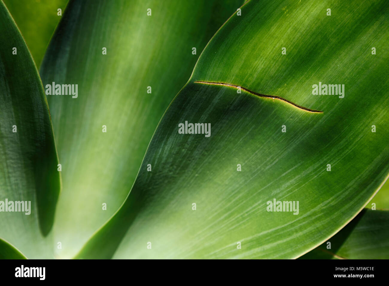 texture and close up of a leaf like abstract background Stock Photo - Alamy