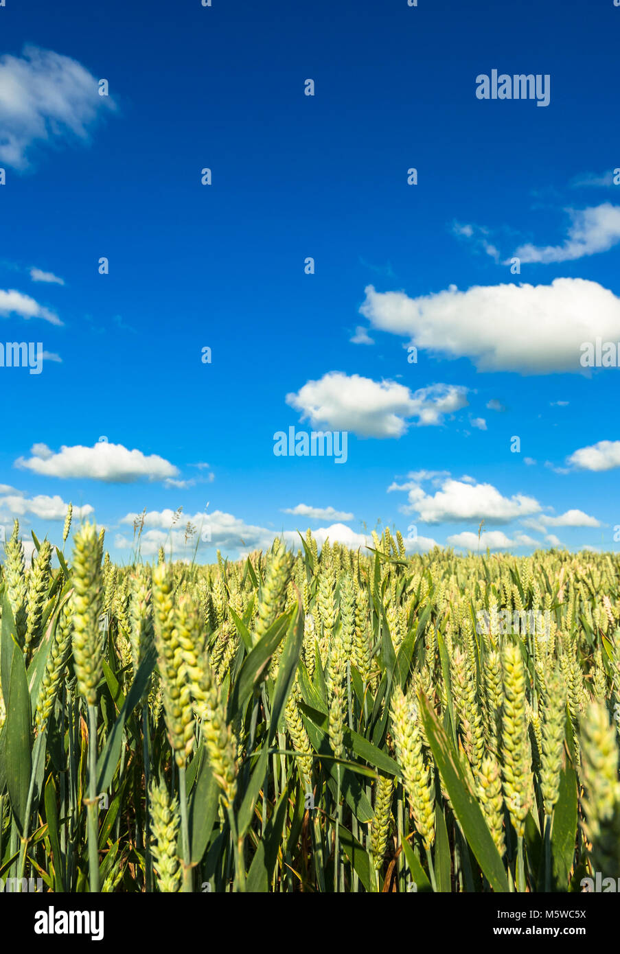 Crop growing field sky agriculture hi-res stock photography and images ...