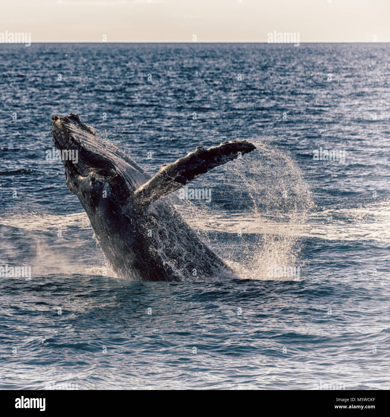 in australia a free whale in the ocean like concept of freedom Stock ...