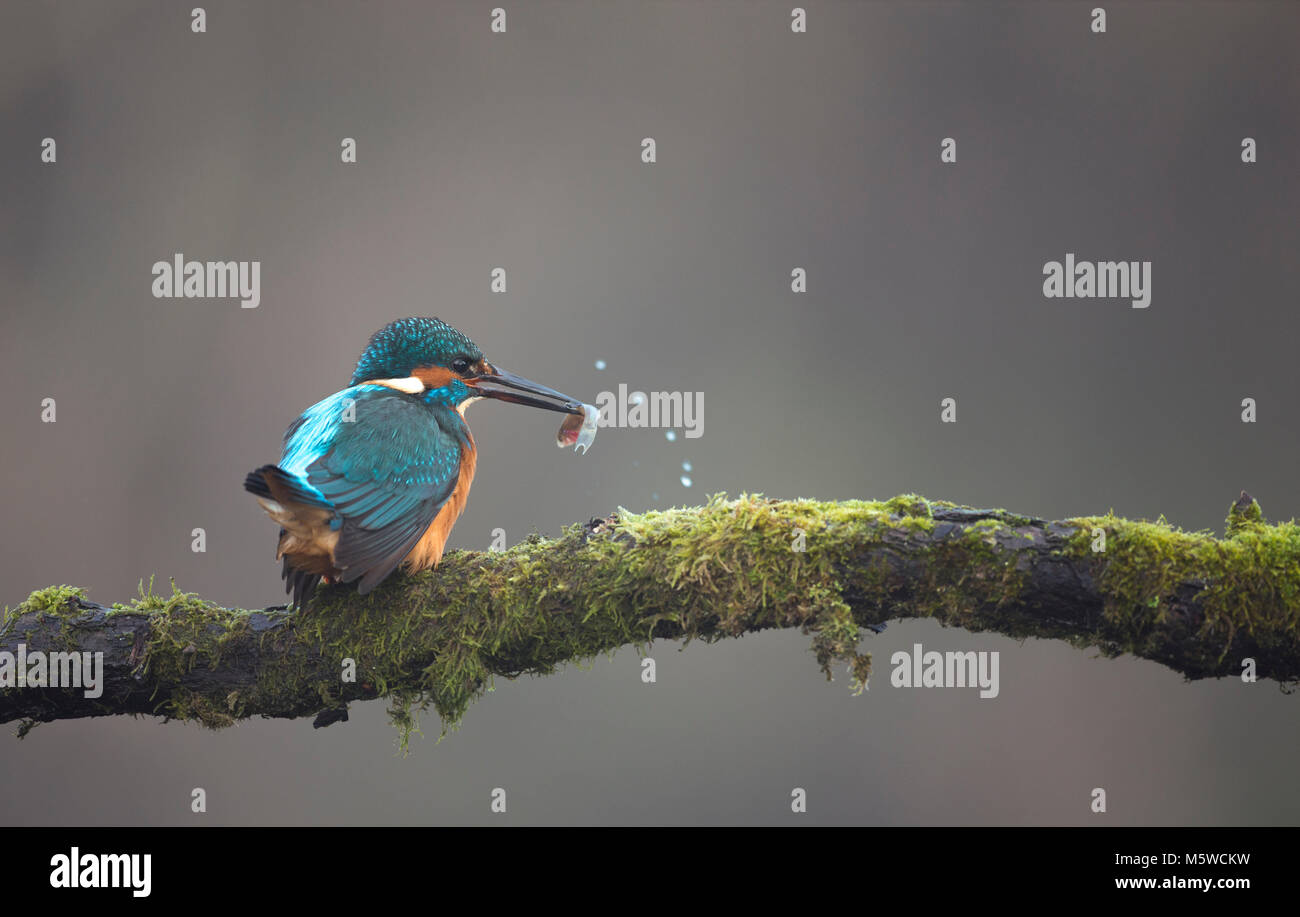 British kingfisher sitting on a perch having just caught a fish. Now in ...