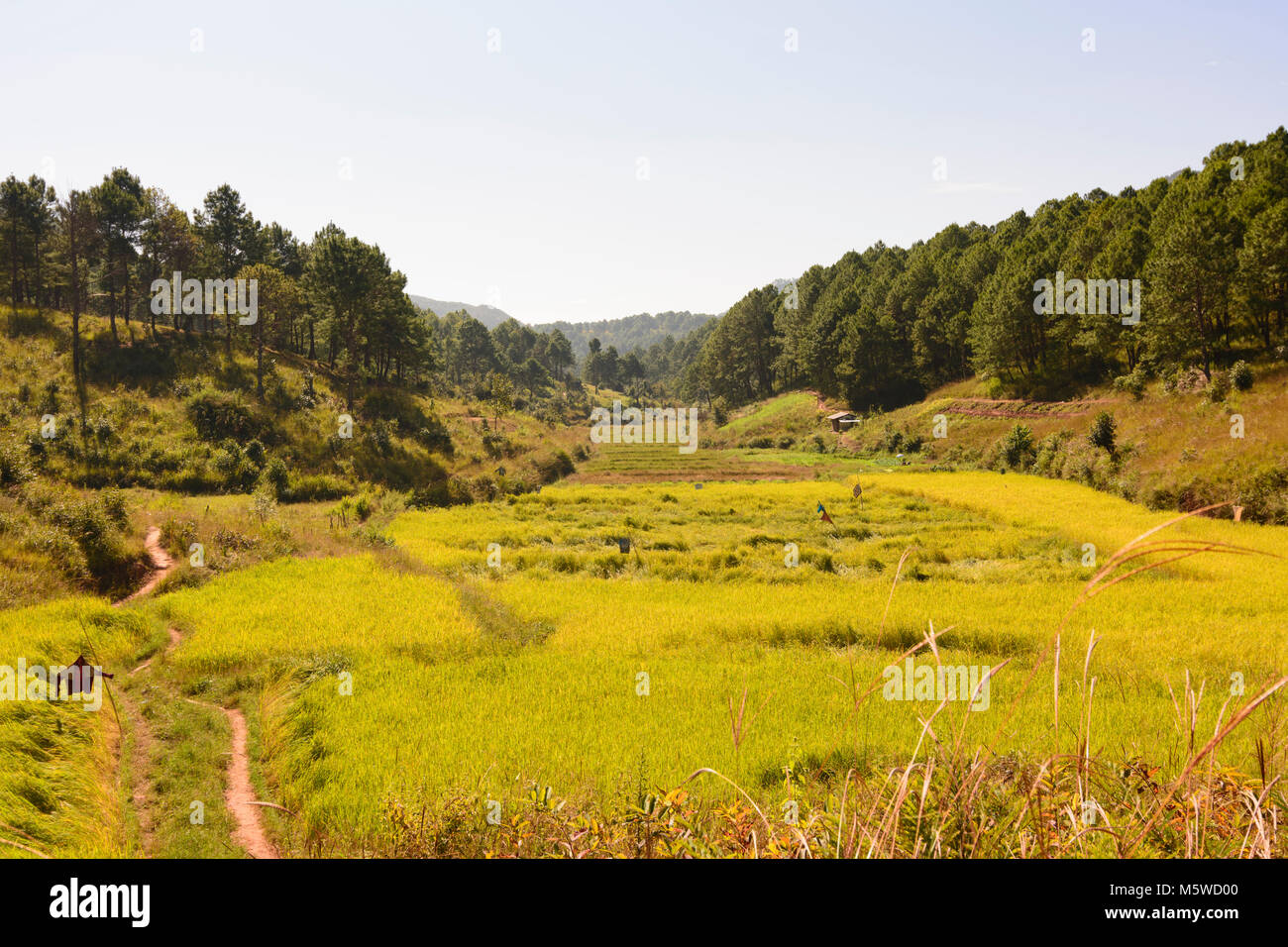 Kalaw: paddy field, , Shan State, Myanmar (Burma Stock Photo - Alamy
