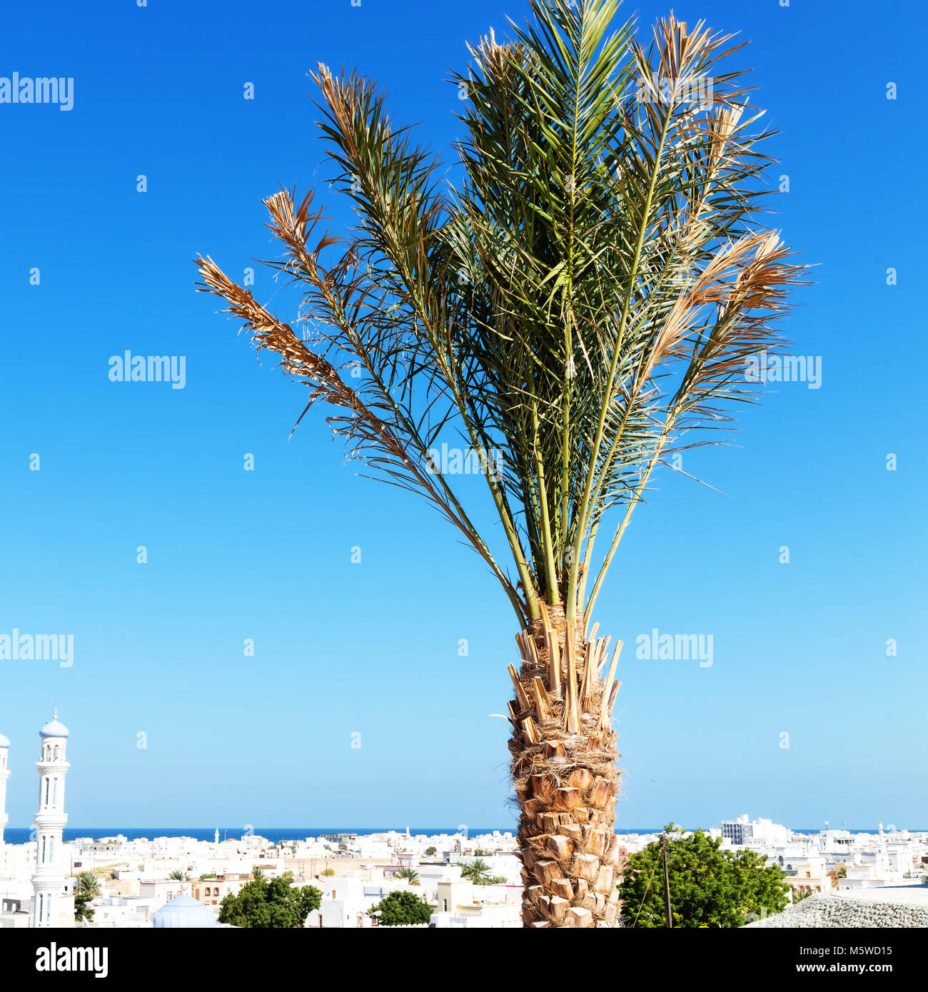 in muscat oman the cityscape and the palm near ocean view Stock Photo ...