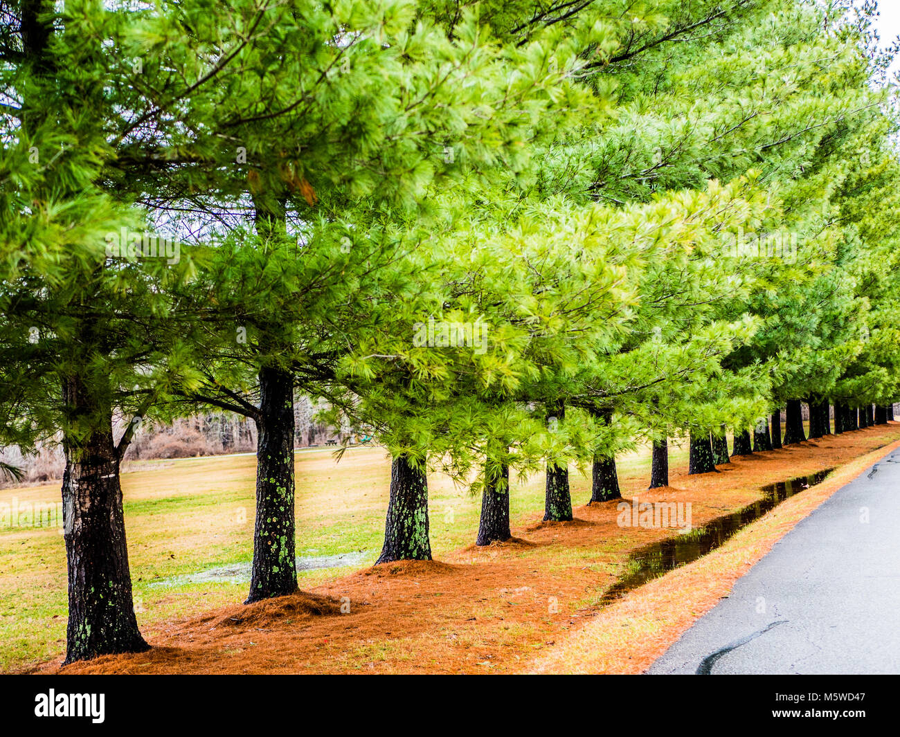 Forest bushy trees hi-res stock photography and images - Alamy