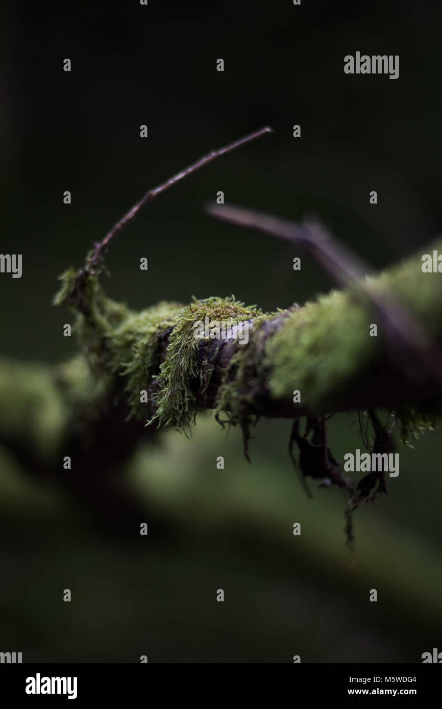 Overgrown with moss and plants hi-res stock photography and images - Alamy