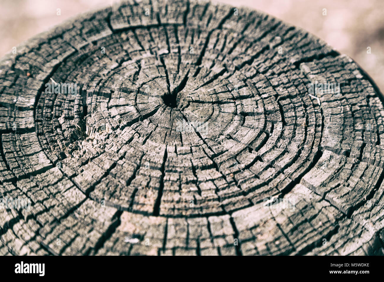 abstract texture of a surface tree like background grain Stock Photo ...