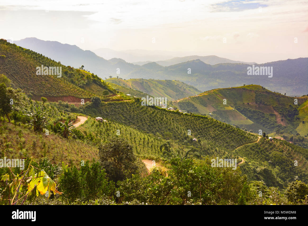 Burma tea plantation hi-res stock photography and images - Alamy