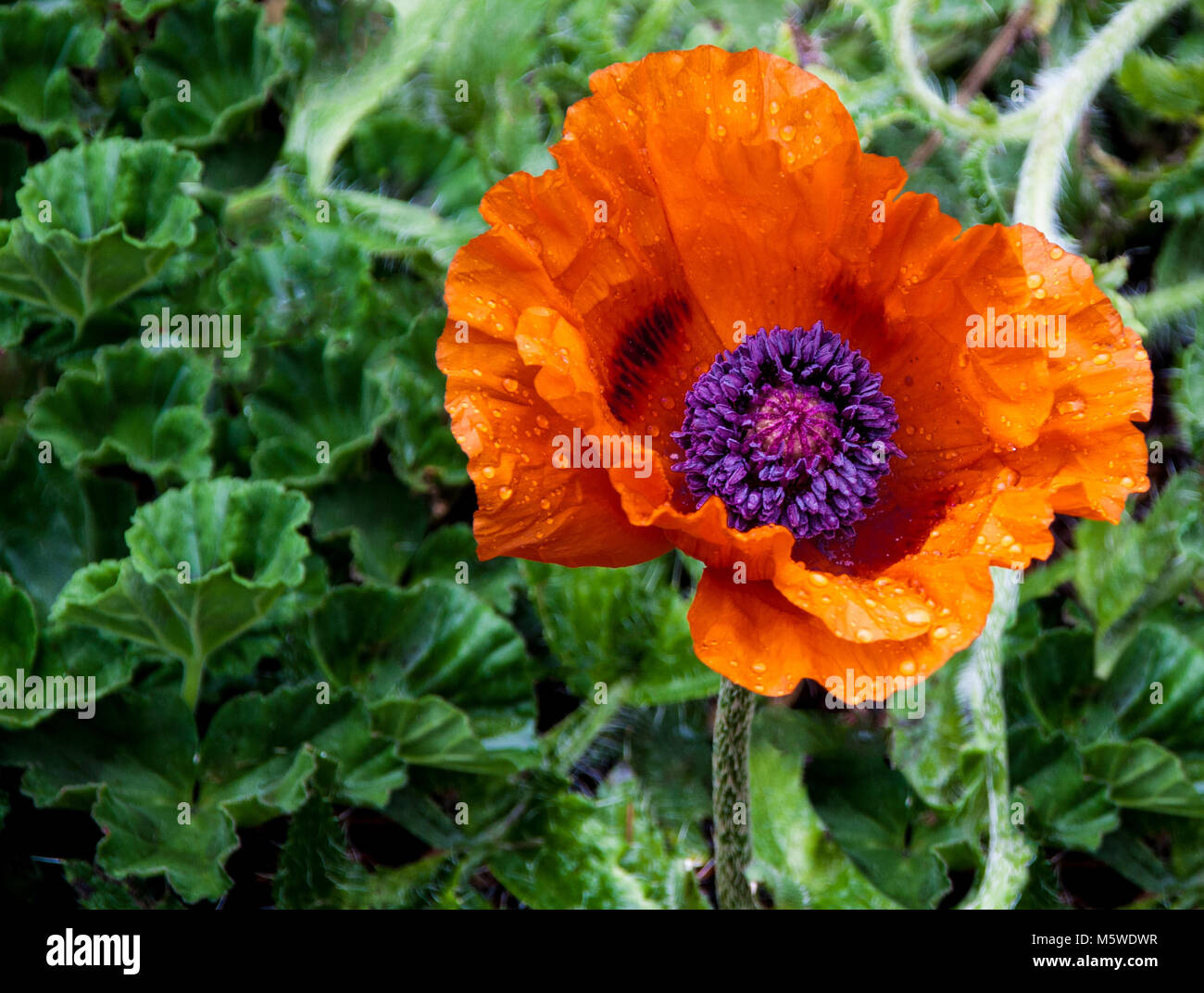 Poppy flower in bloom with water droplets visible on petals Stock Photo ...