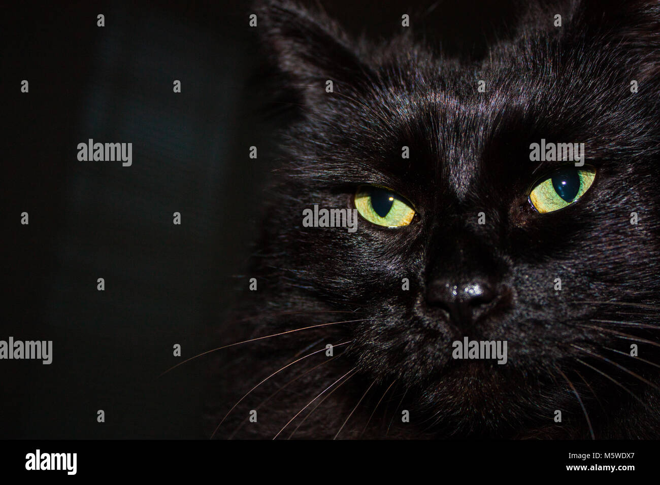 Black Himalayan cat face close up with glowing green eyes and long ...