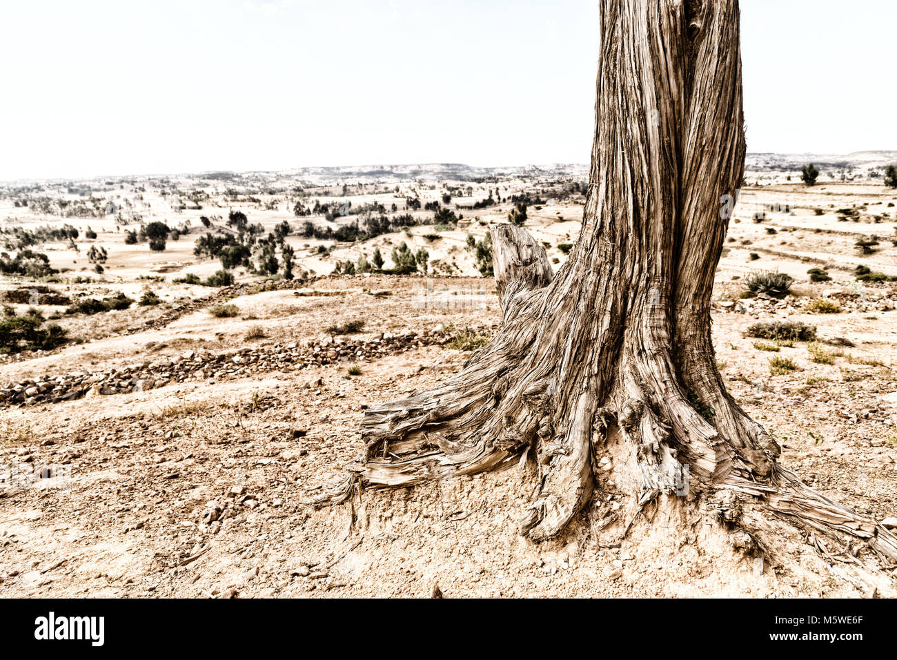 in ethiopia africa in the old valley a dead tree and his roots in the ...