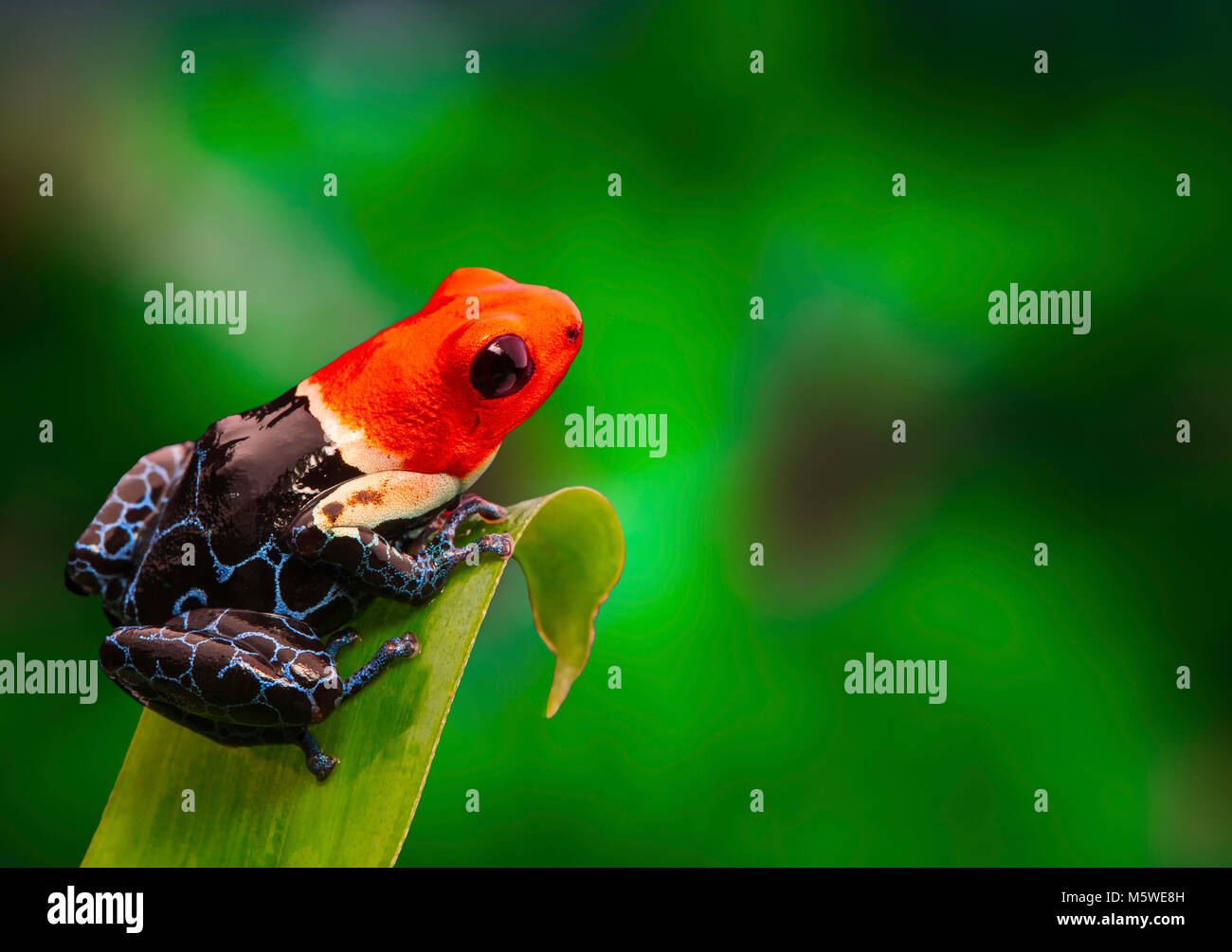 Red headed poison dart frog , ranitomeya fantastica. A poisonous small ...