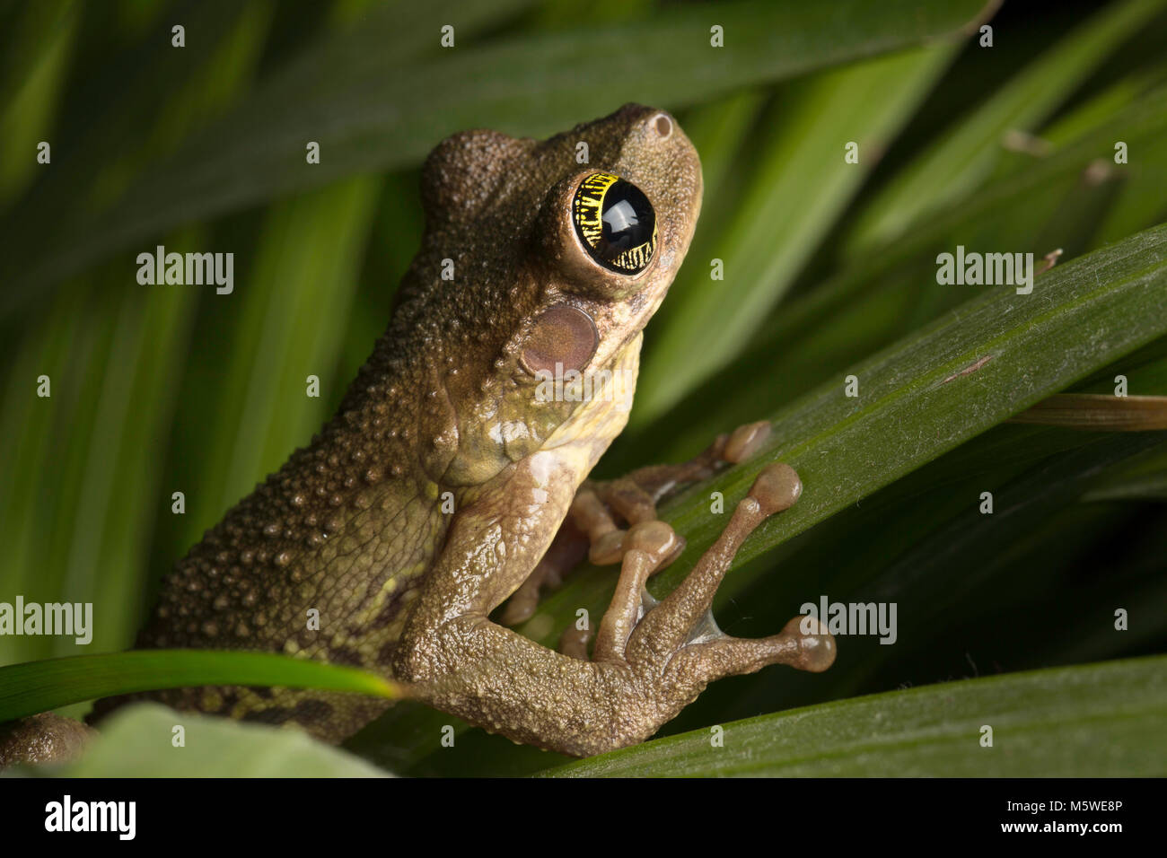 Tropical tree frog crawling in the high grass. Osyeocephalus taurinus ...