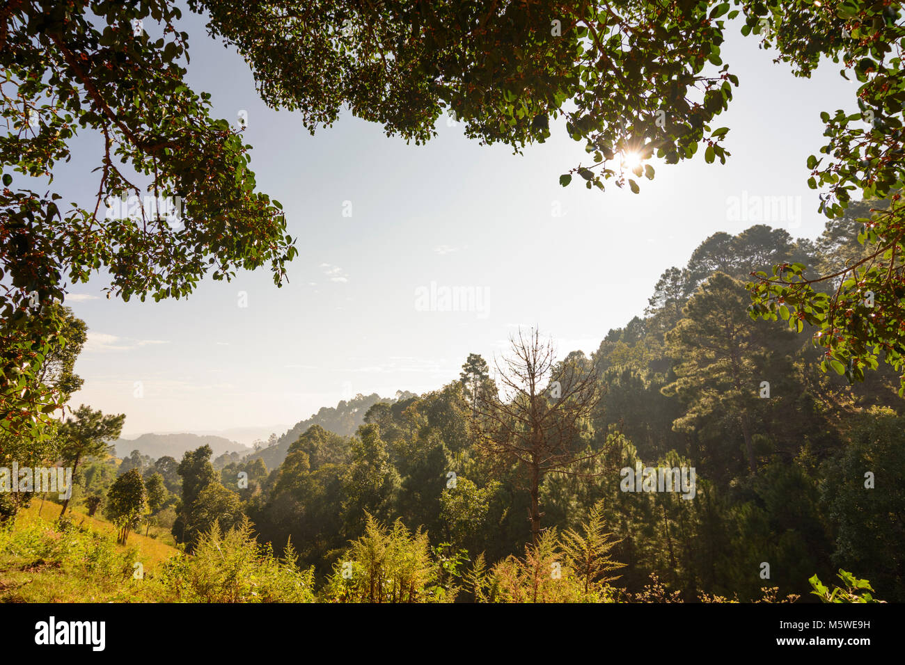 Burma myanmar forest hi-res stock photography and images - Alamy