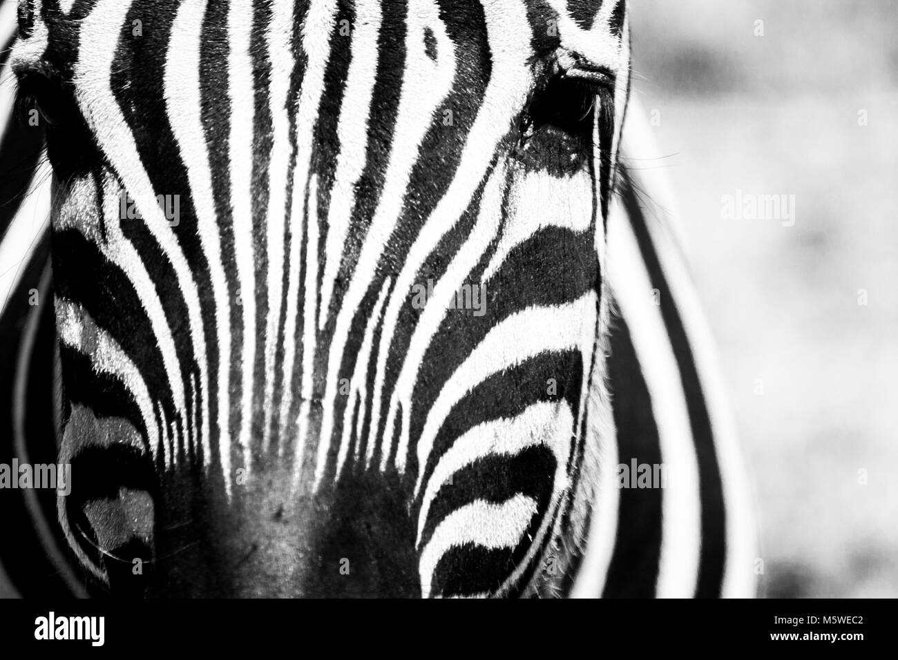 Zebra facial close up in black and white with high contrast Stock Photo ...