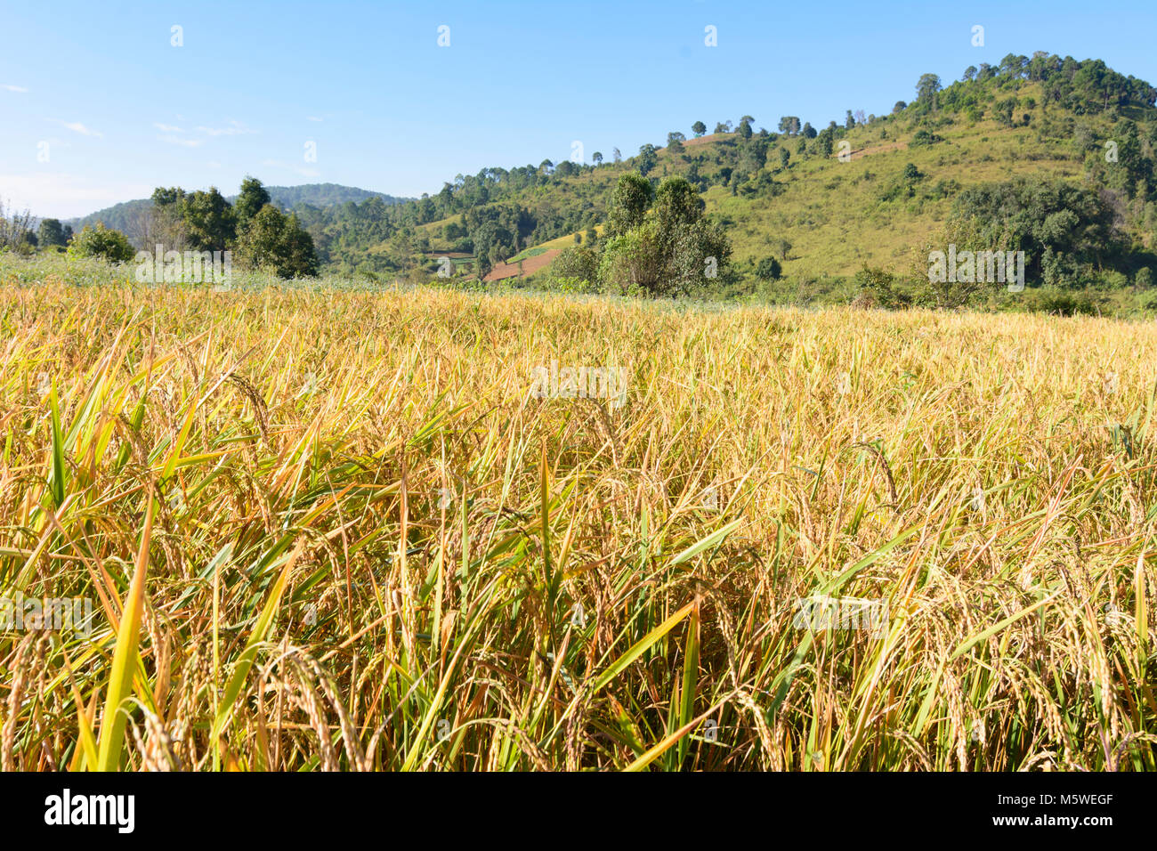 Kalaw: paddy field, trees, , Shan State, Myanmar (Burma Stock Photo - Alamy
