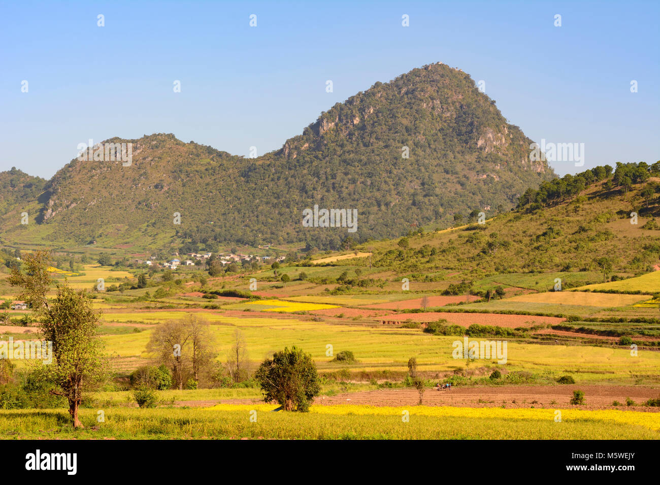 Kalaw: paddy field, mountain, hill, trees, , Shan State, Myanmar (Burma ...