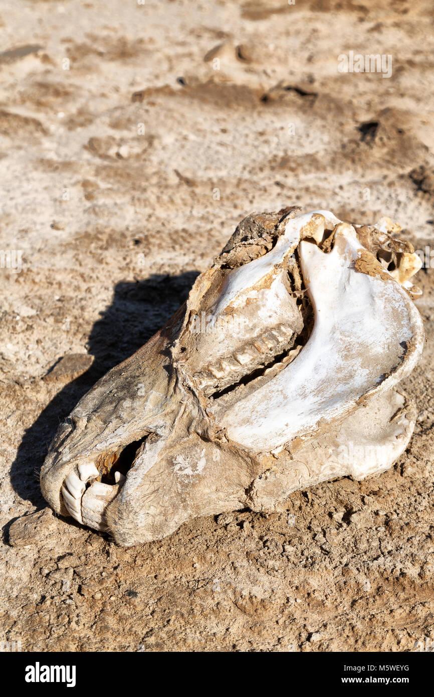 in ethiopia africa dead head horse and animal cranium in the desert of ...