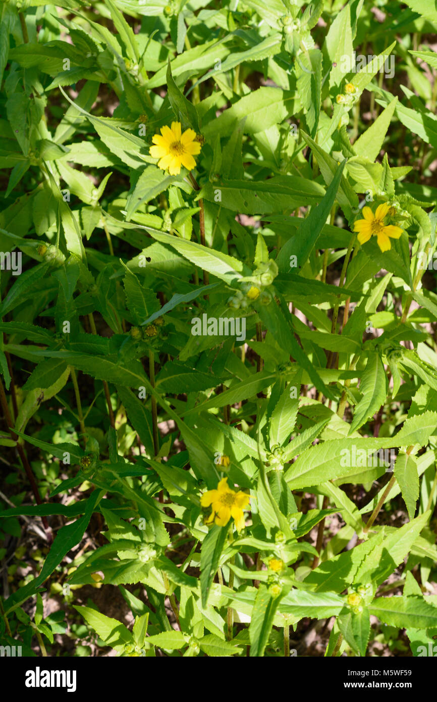 Kalaw: Sesam field, , Shan State, Myanmar (Burma Stock Photo - Alamy
