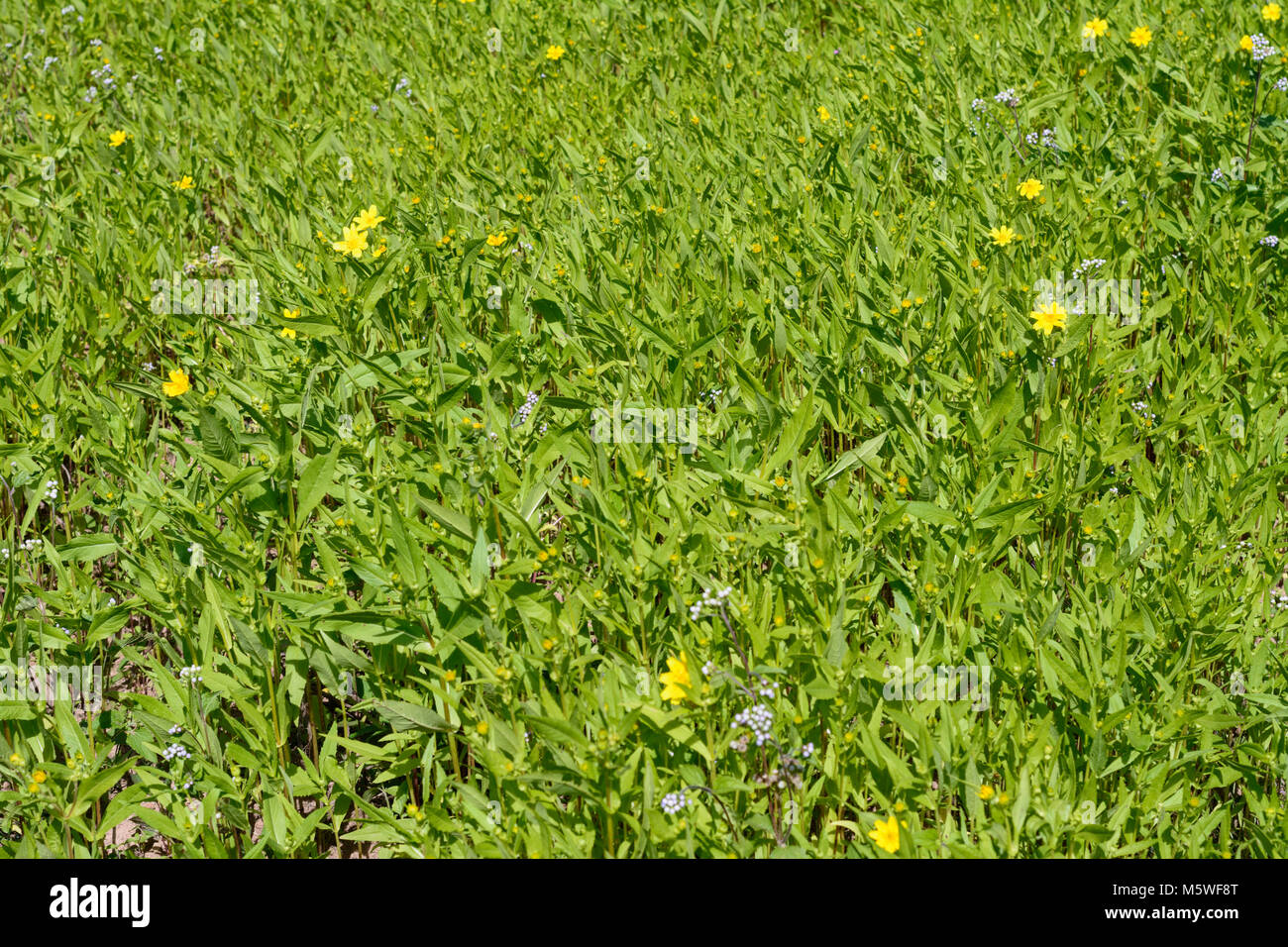 Kalaw: Sesam field, , Shan State, Myanmar (Burma Stock Photo - Alamy