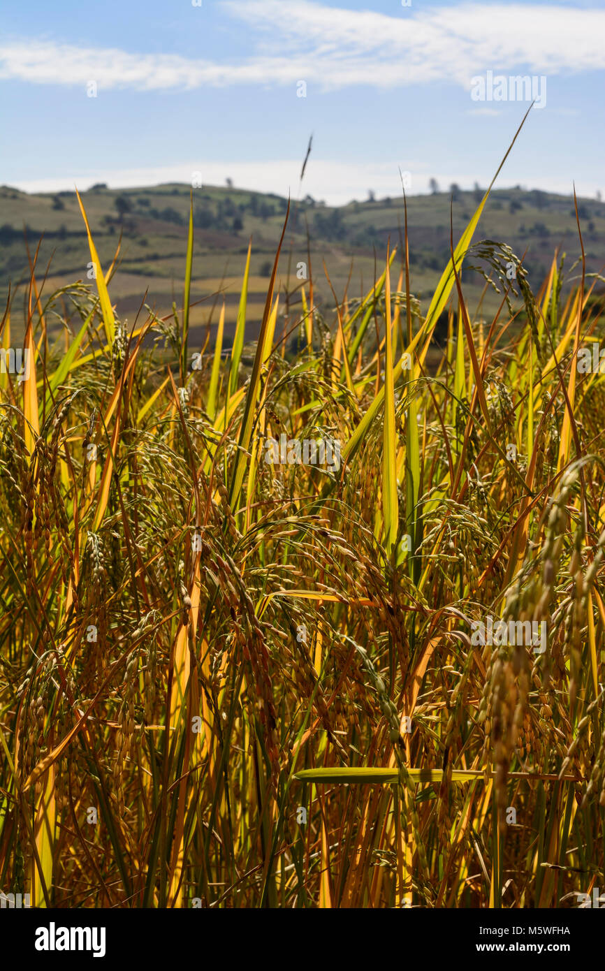 Kalaw: paddy field rice, , Shan State, Myanmar (Burma Stock Photo - Alamy