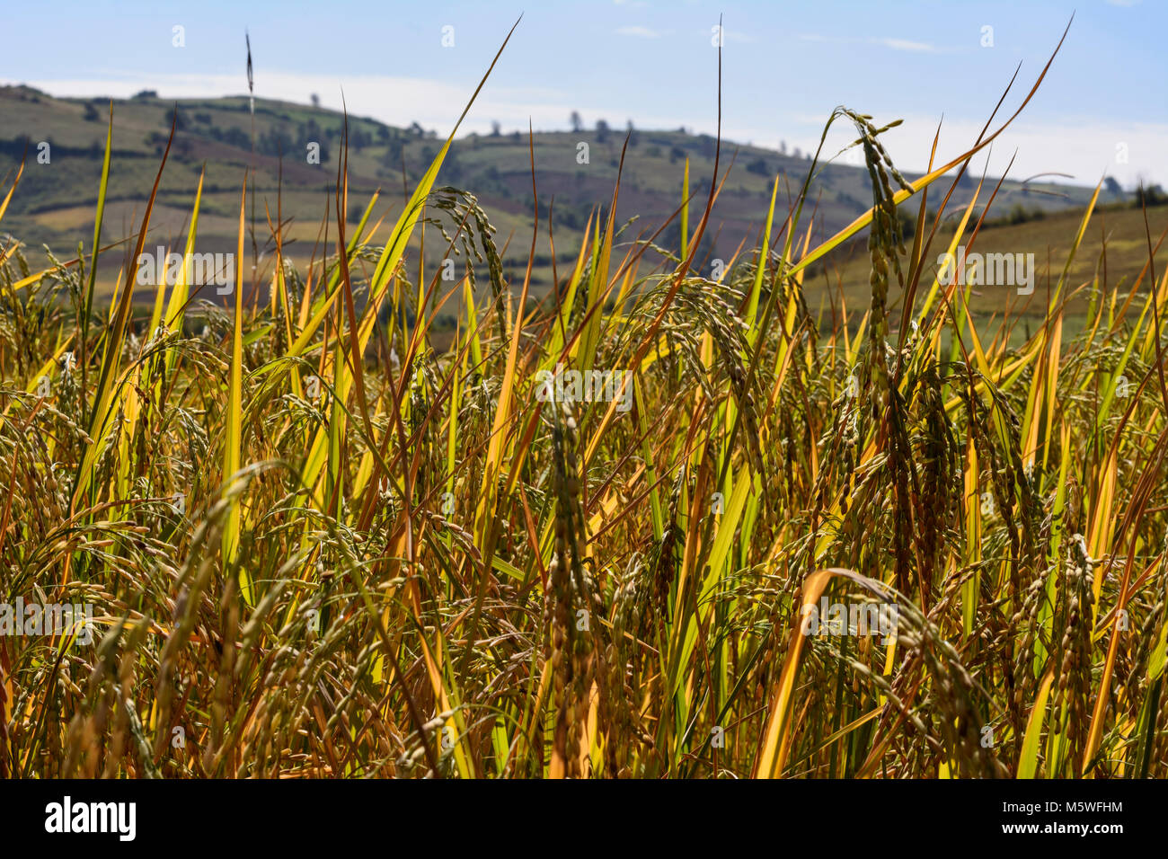 Kalaw: paddy field rice, , Shan State, Myanmar (Burma Stock Photo - Alamy