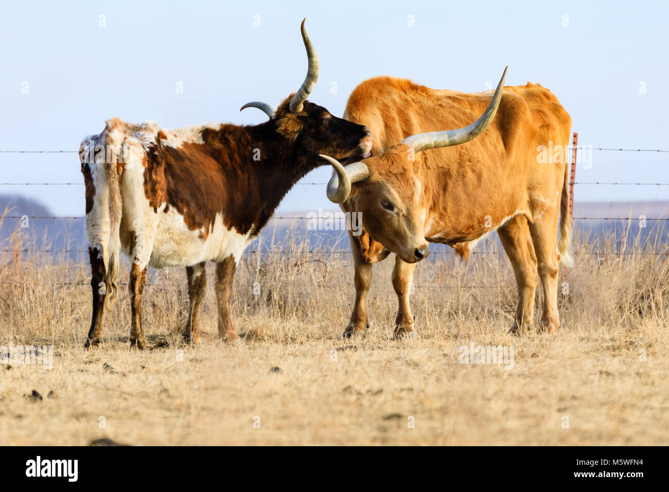 Two Longhorn cattle groom each other near the Tallgrass Prairie ...