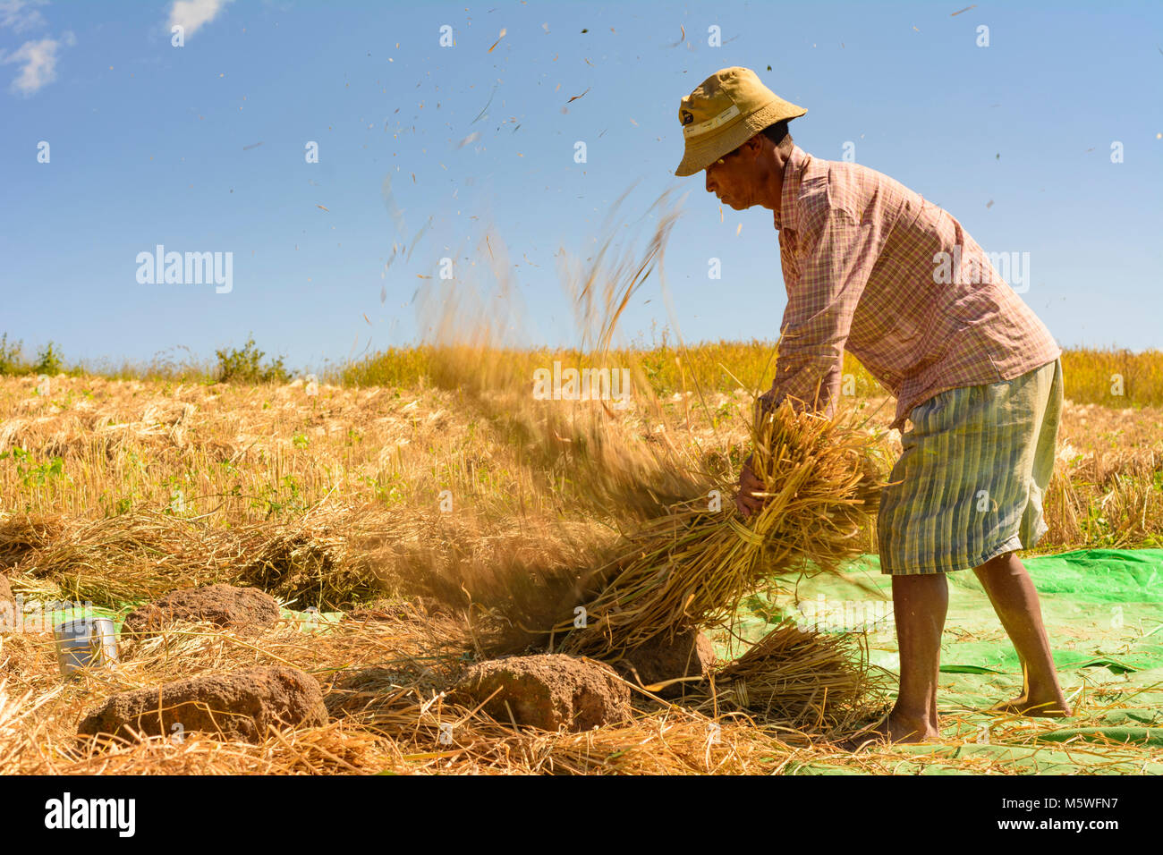 Kalaw: farmer man threshes rice, , Shan State, Myanmar (Burma Stock ...