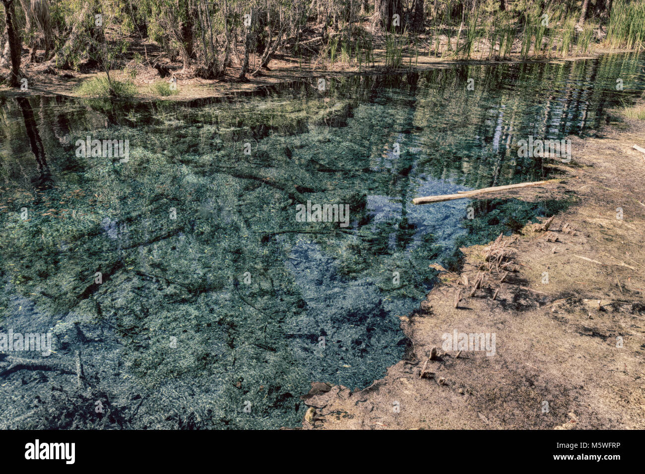in australia mataranka river the palm and the lake in the nature Stock ...