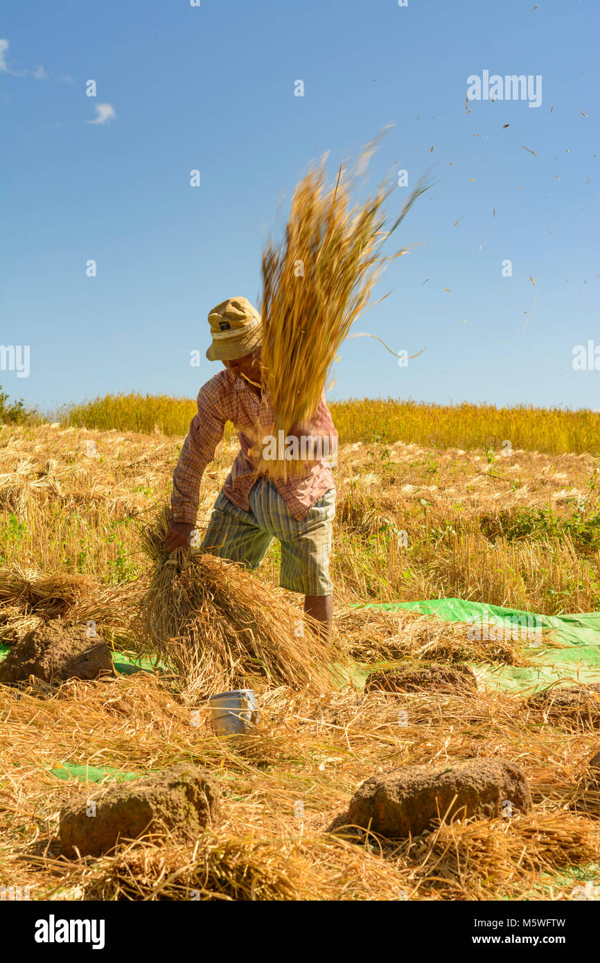 Kalaw: farmer man threshes rice, , Shan State, Myanmar (Burma Stock ...
