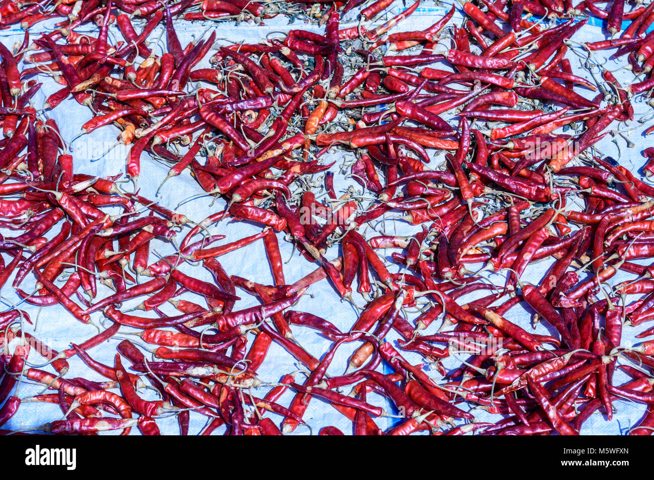 Kalaw: chilli pod for drying, , Shan State, Myanmar (Burma Stock Photo ...