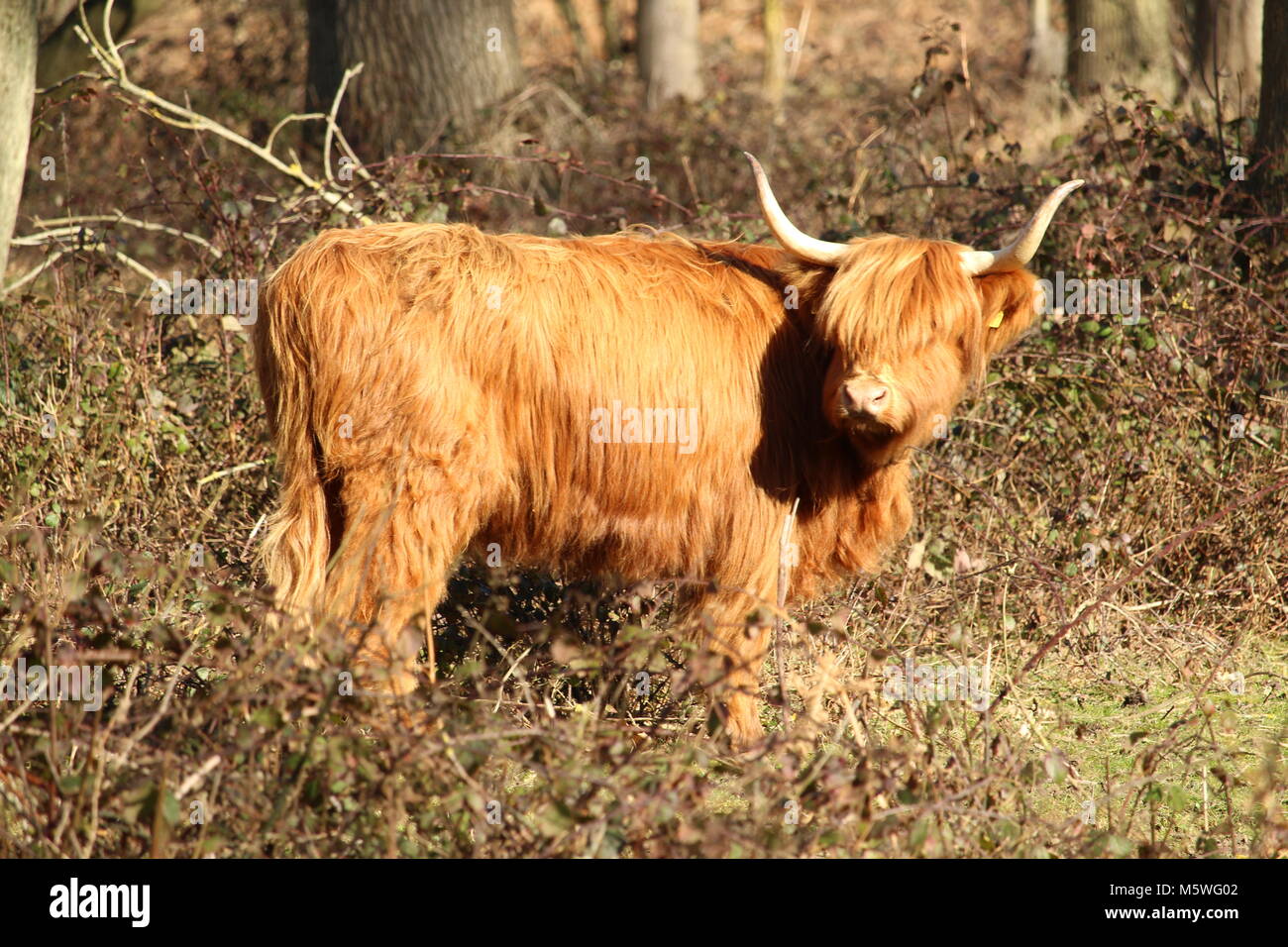 Species bos taurus hi-res stock photography and images - Alamy