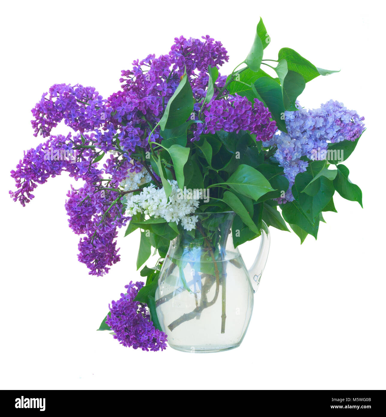 Lilac fresh flowers Stock Photo - Alamy