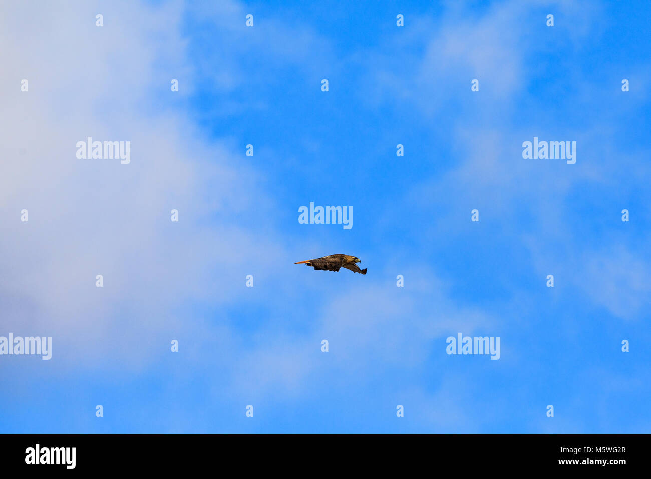 A Red Tailed Hawk flying over Oklahoma Stock Photo - Alamy