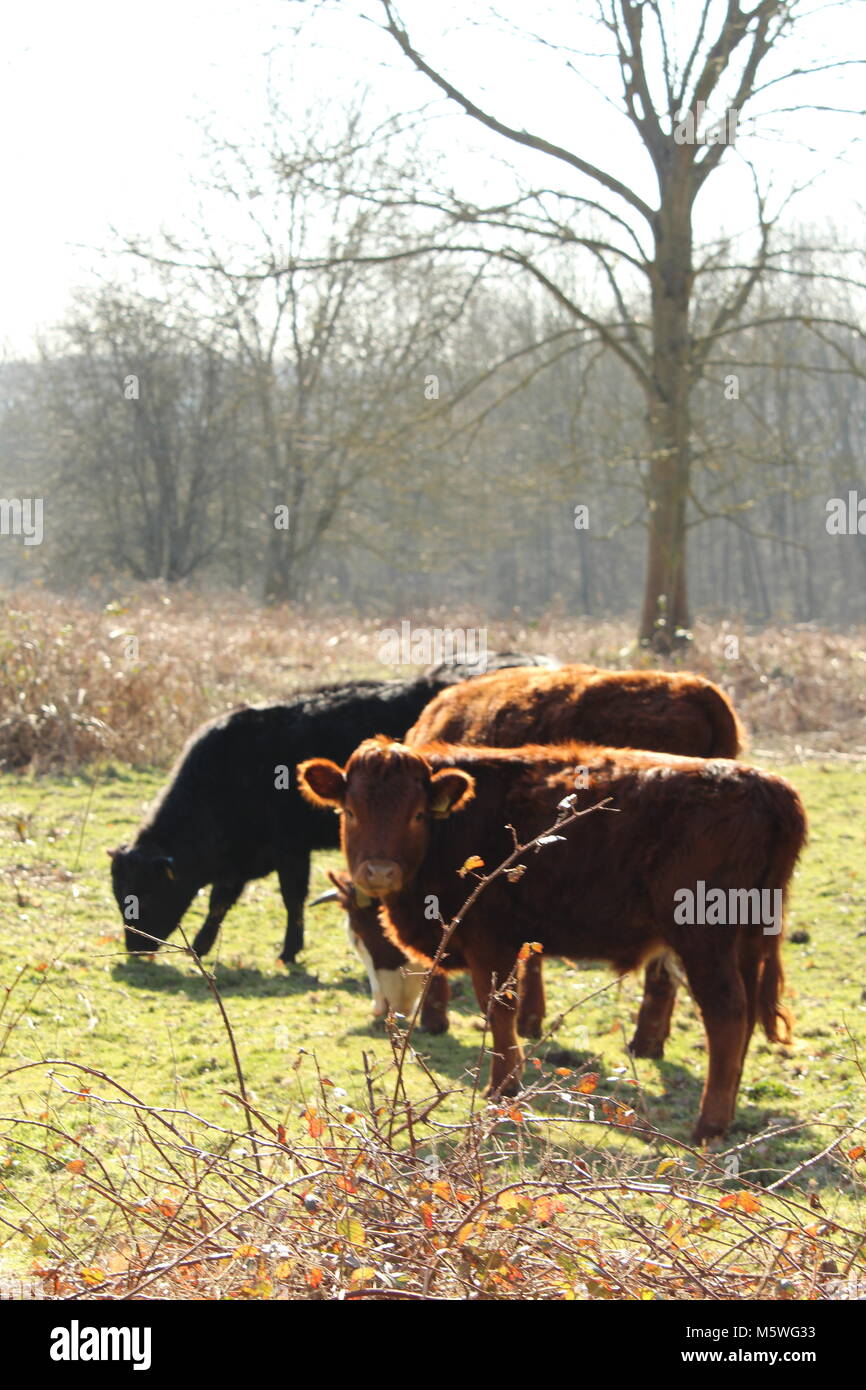 Species bos taurus hi-res stock photography and images - Alamy