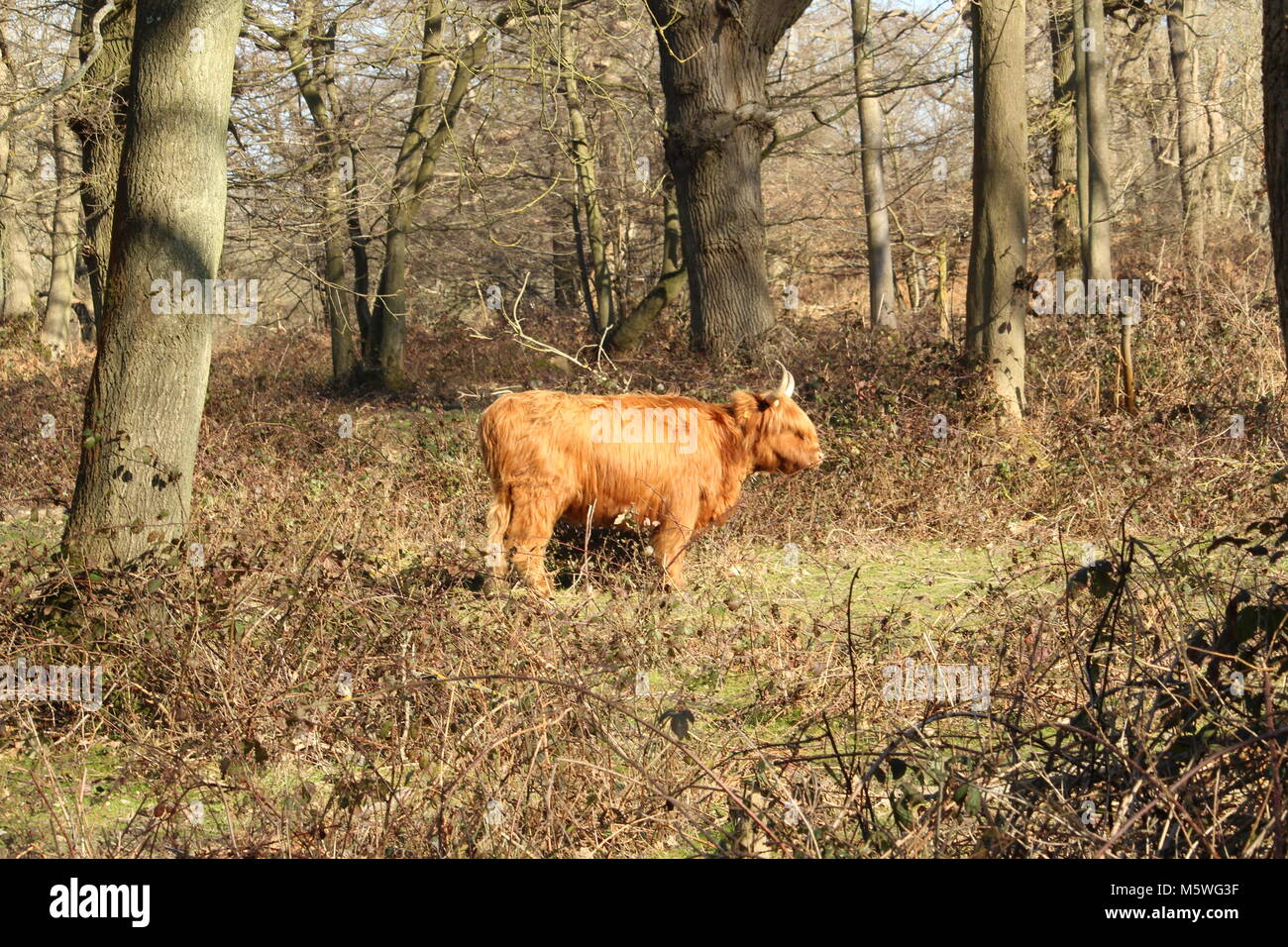 Isolated woodland habitat hi-res stock photography and images - Alamy