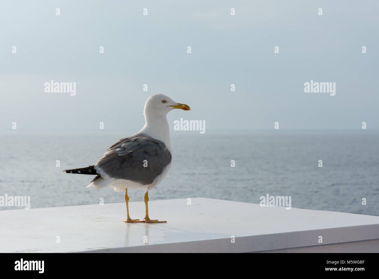 Lazy seagull having a ride on the boat Stock Photo - Alamy