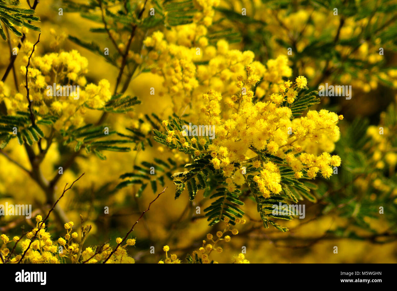 Mimosa tree branches Stock Photo - Alamy