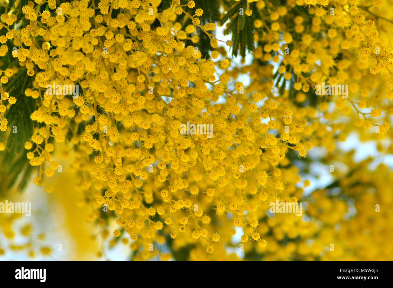 Mimosa tree branches Stock Photo - Alamy