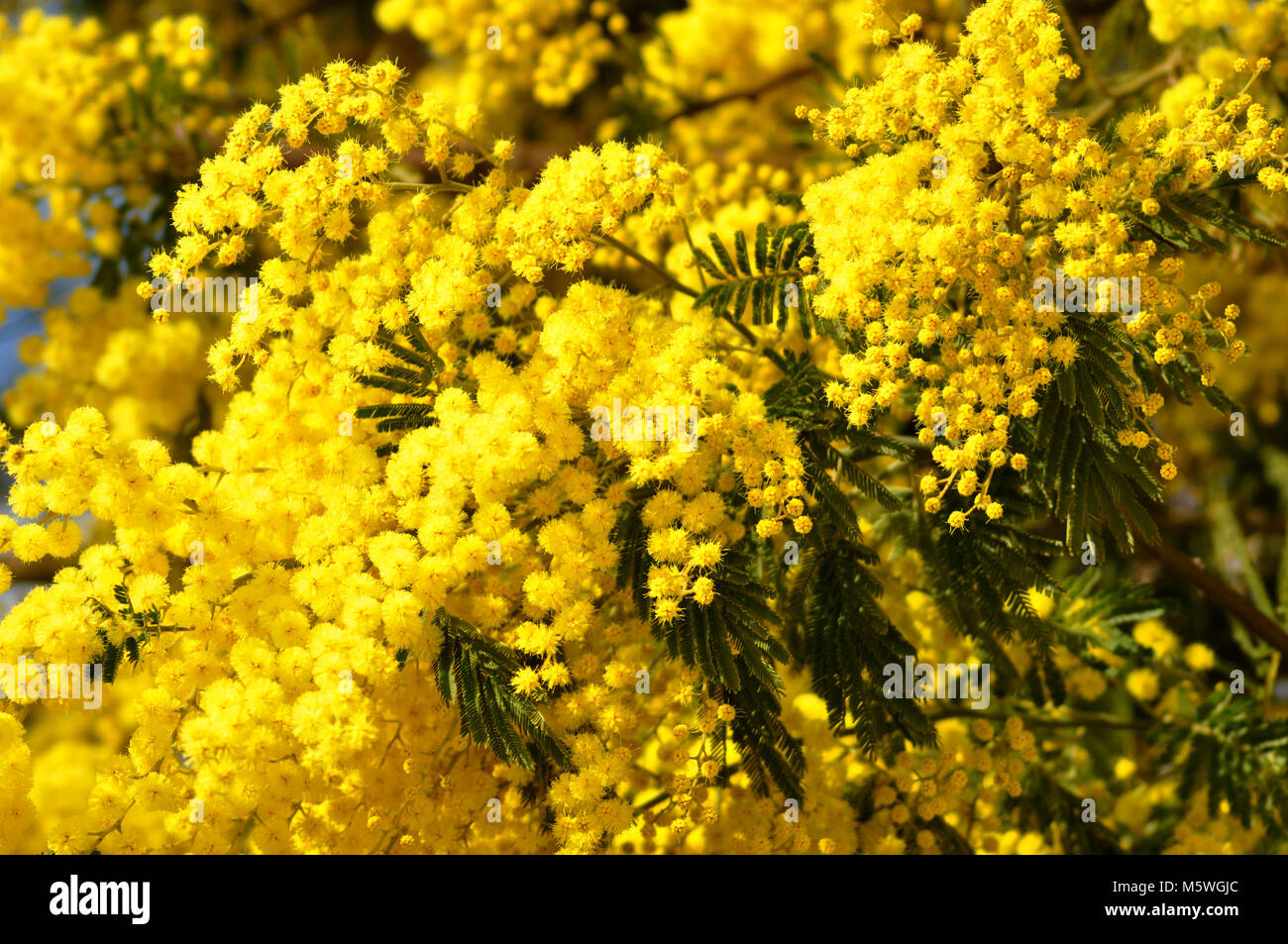 Mimosa tree branches Stock Photo - Alamy