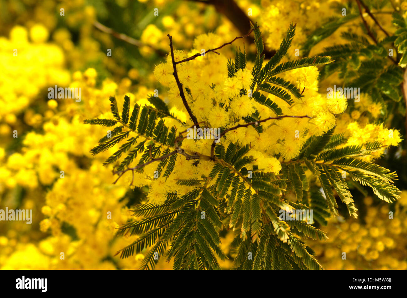 Mimosa tree branches Stock Photo - Alamy