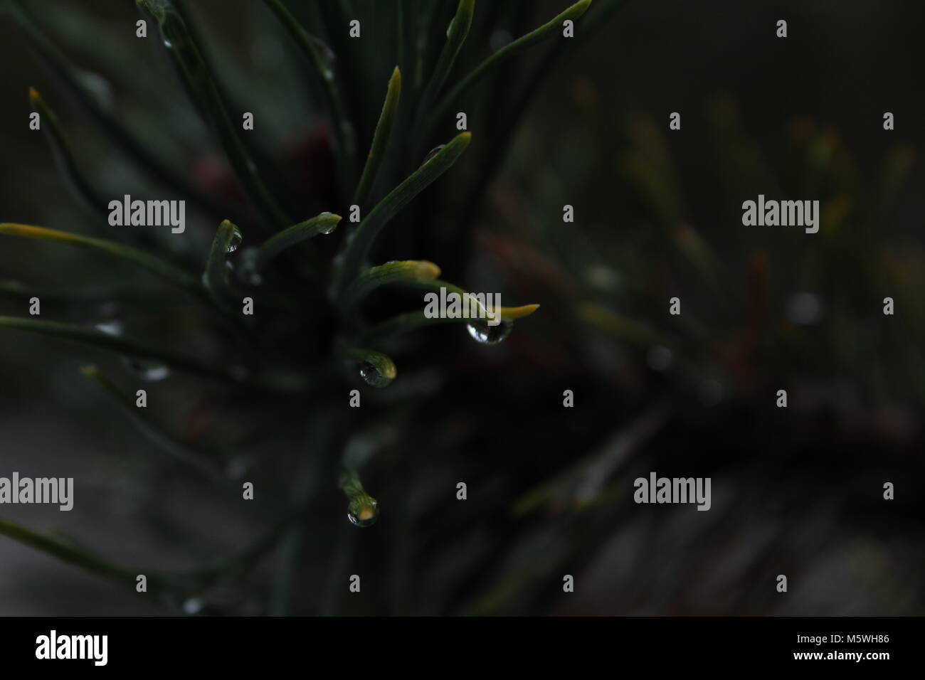 Beautiful close up of a pine tree with tiny water droplets hanging on ...