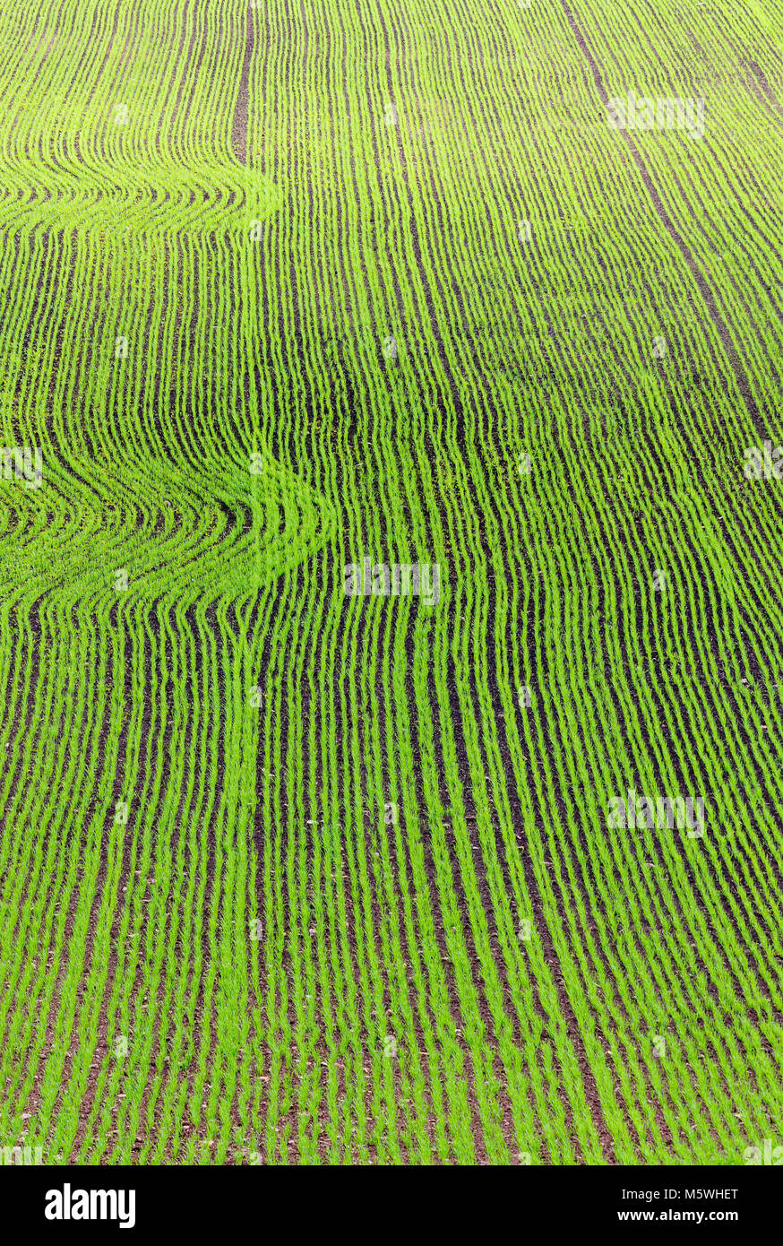 Line pattern on a sown field Stock Photo - Alamy