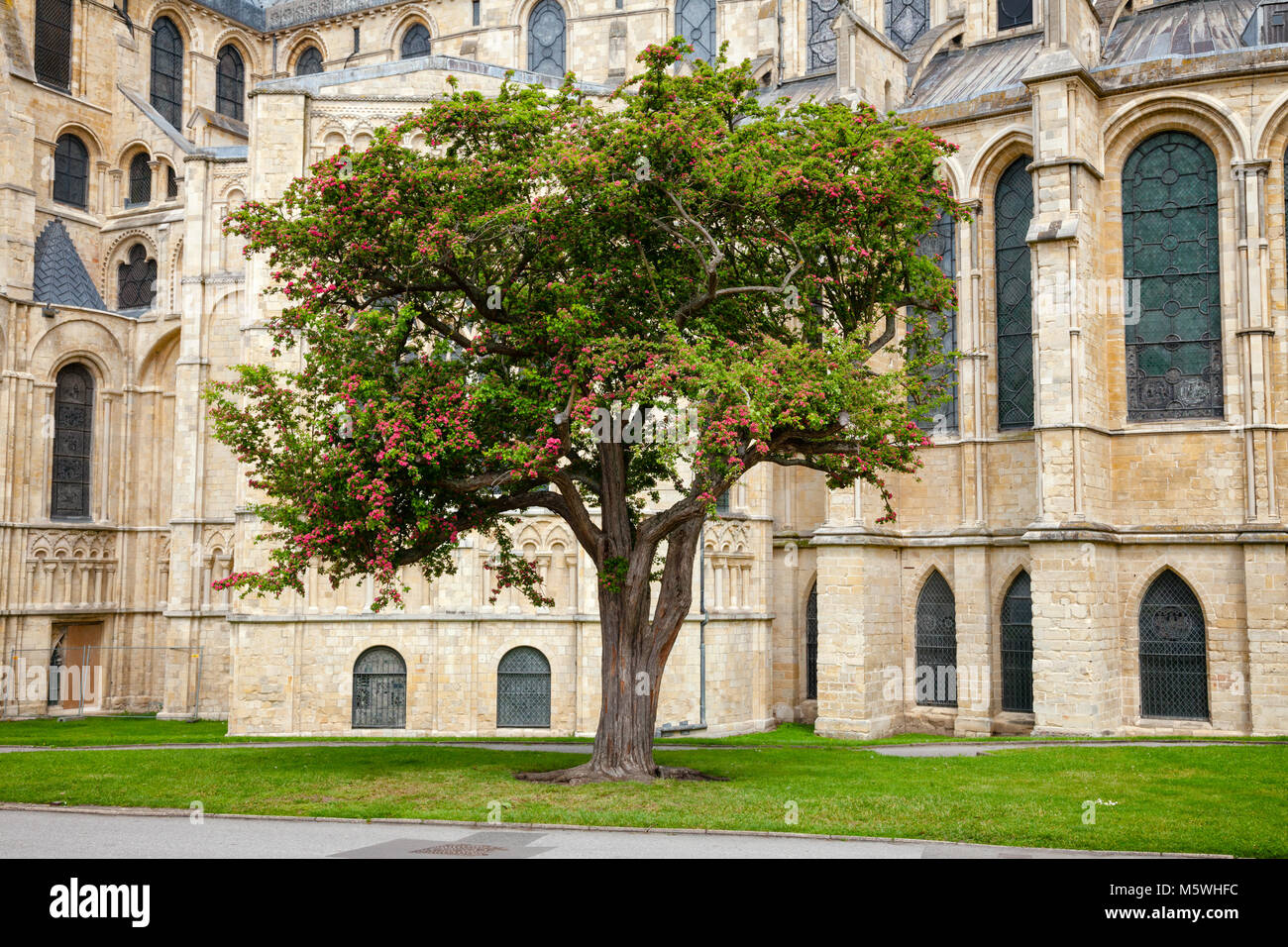 Oldest tree uk hi-res stock photography and images - Alamy