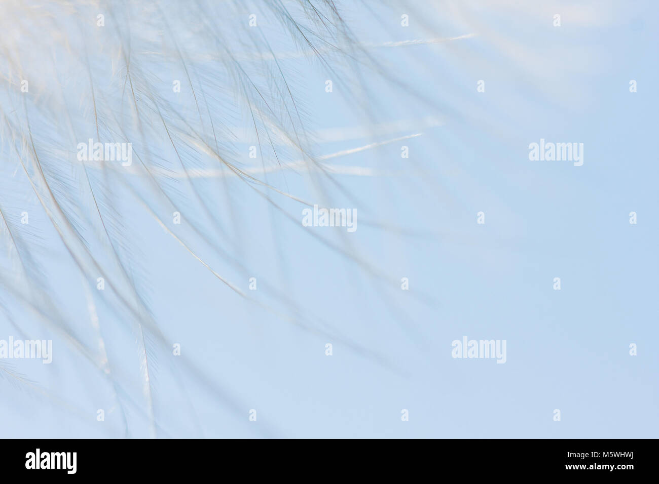 Feather against the blue sky. Abstract detail background Stock Photo ...