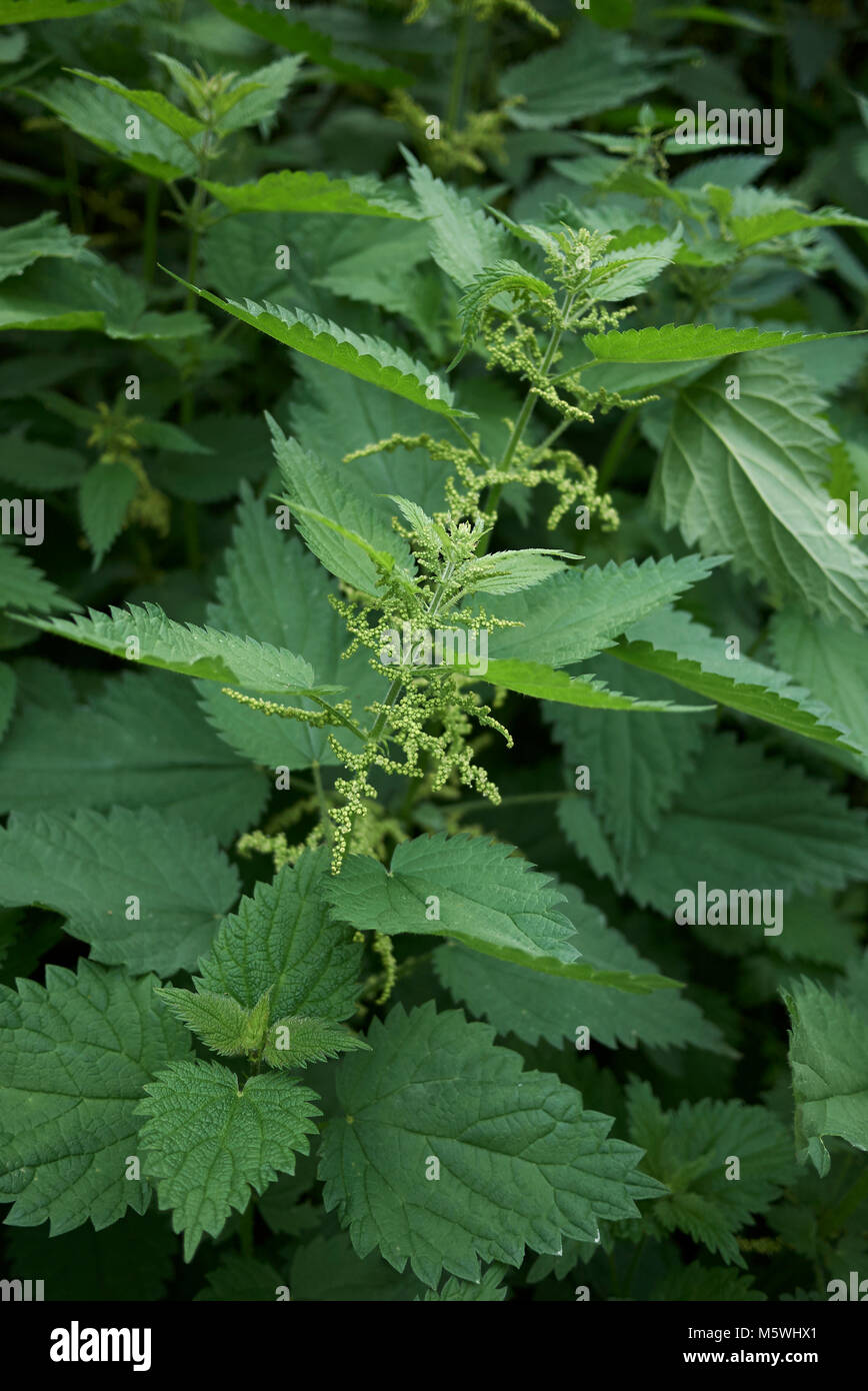 Urticant hairs hi-res stock photography and images - Alamy