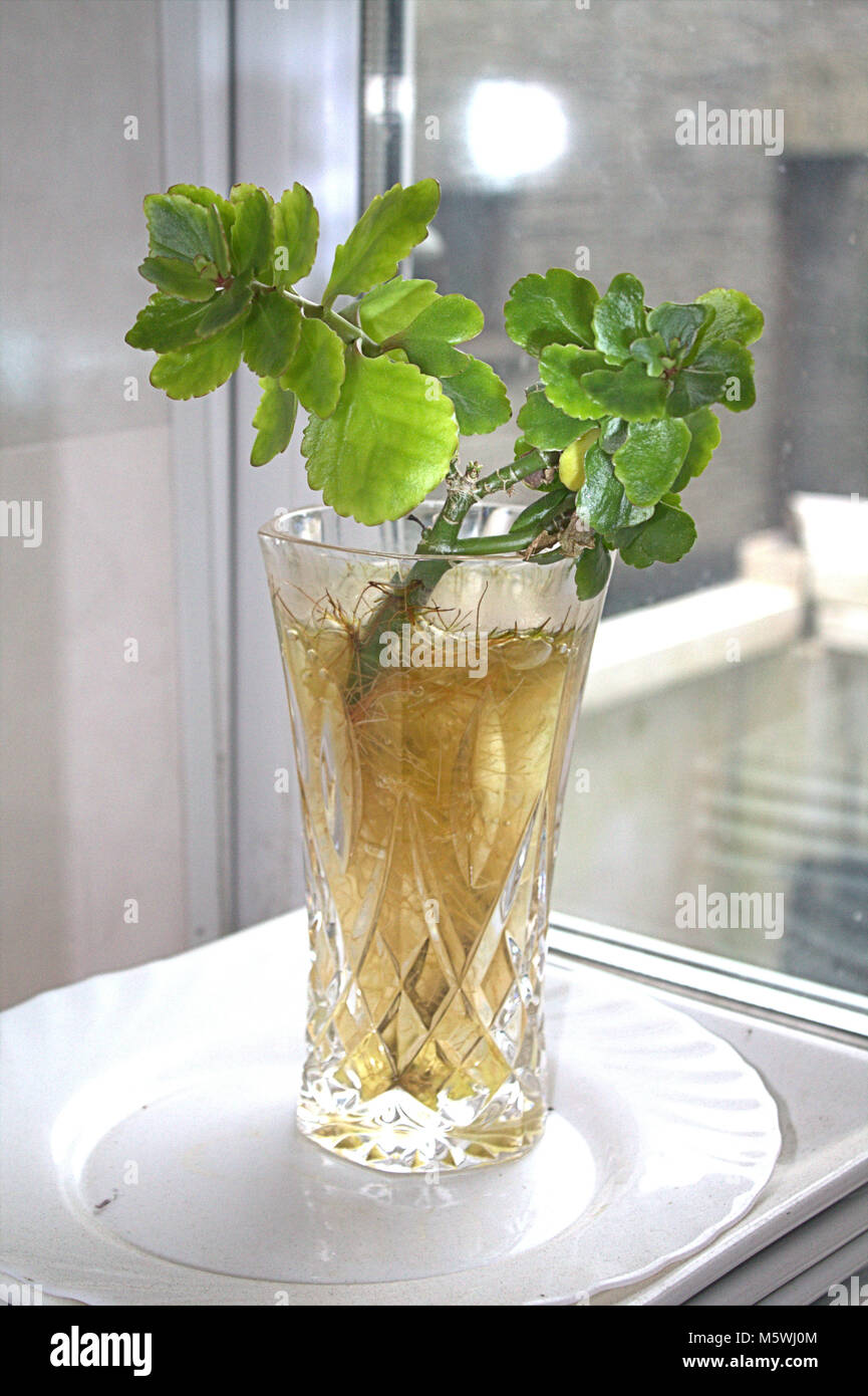 Root cutting propagation hi-res stock photography and images - Alamy