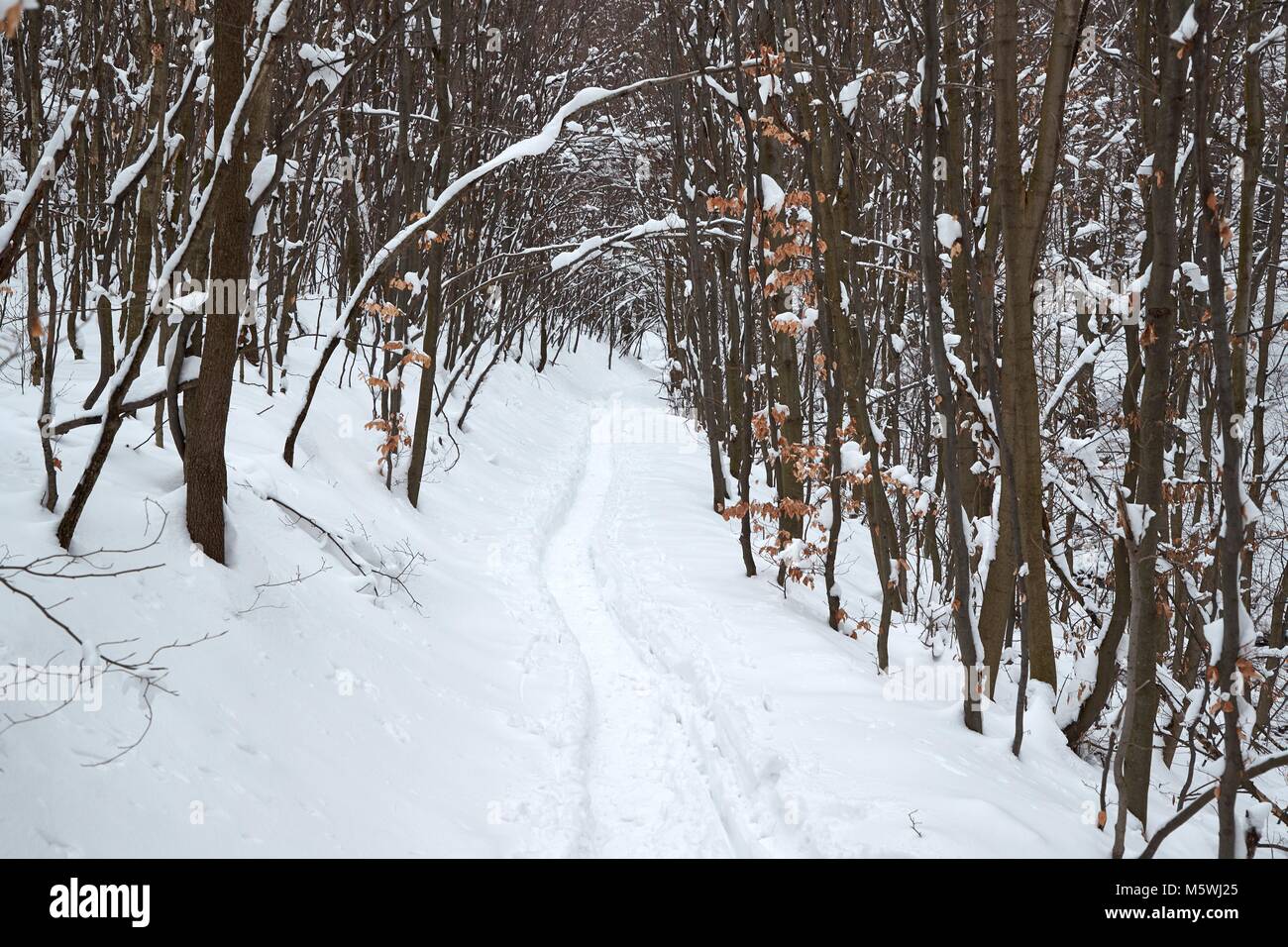 Winter forest path Stock Photo - Alamy