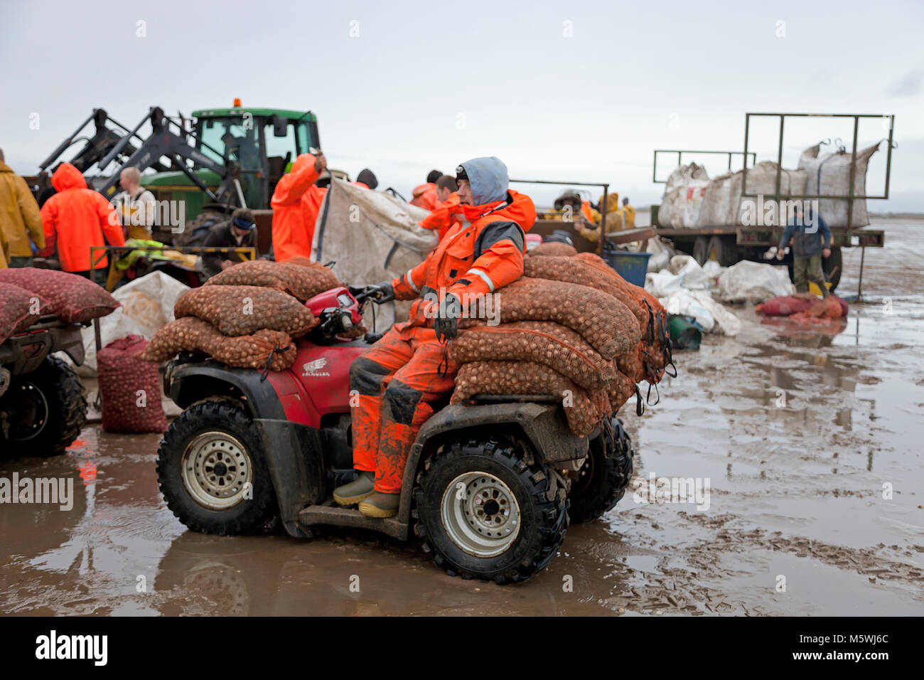 Harvesting cockles hi-res stock photography and images - Alamy